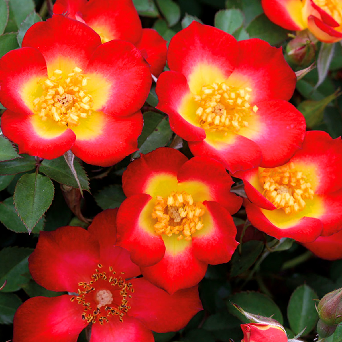 Rosa 'Playful Happy Trails' Groundcover | Roses | Arts Nursery Garden ... Rosa 'Playful Happy Trails' Groundcover | Roses | Arts Nursery Garden ...