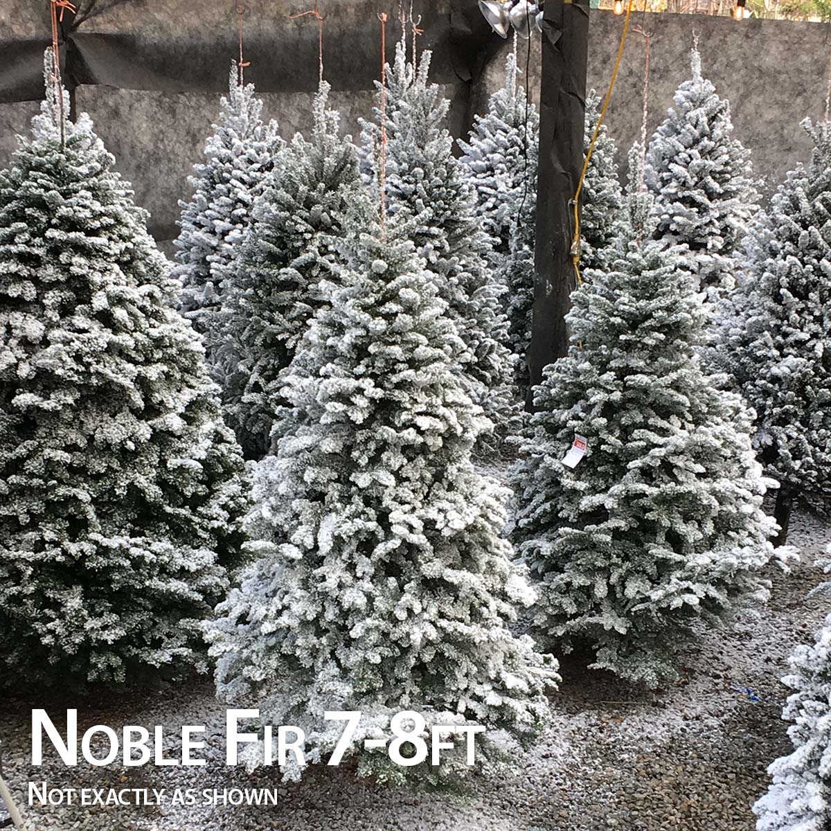 Flocked 7-8ft Noble Fir Christmas Tree - LOCAL | Flocked Christmas ...