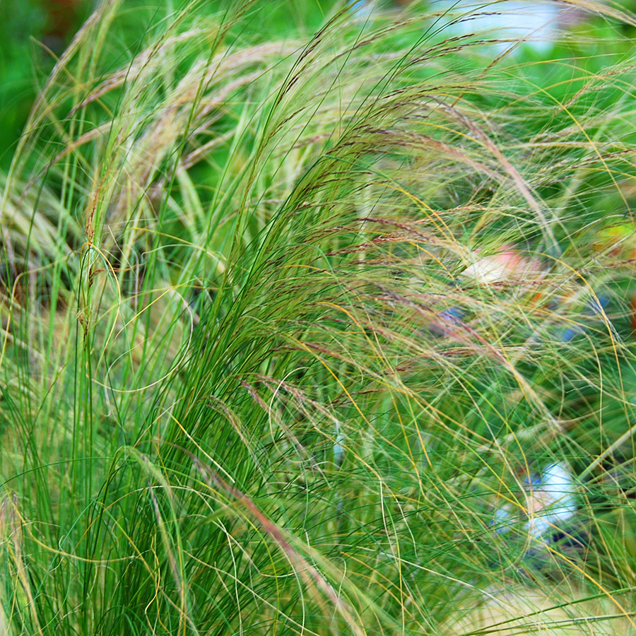 Stipa Nasella Tenuissima At Arts Nursery